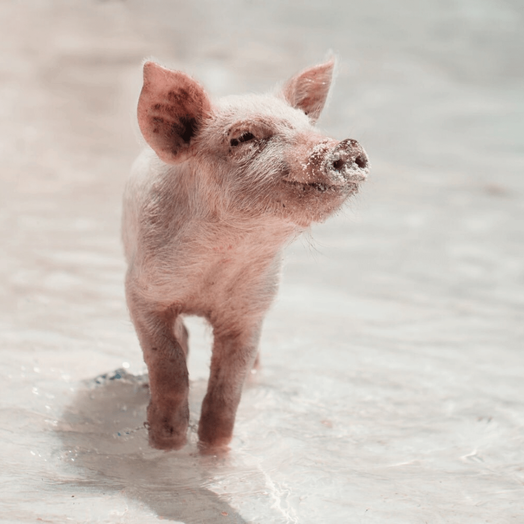 you won’t be able to resist our mud printing... – A Look Behind The Seams